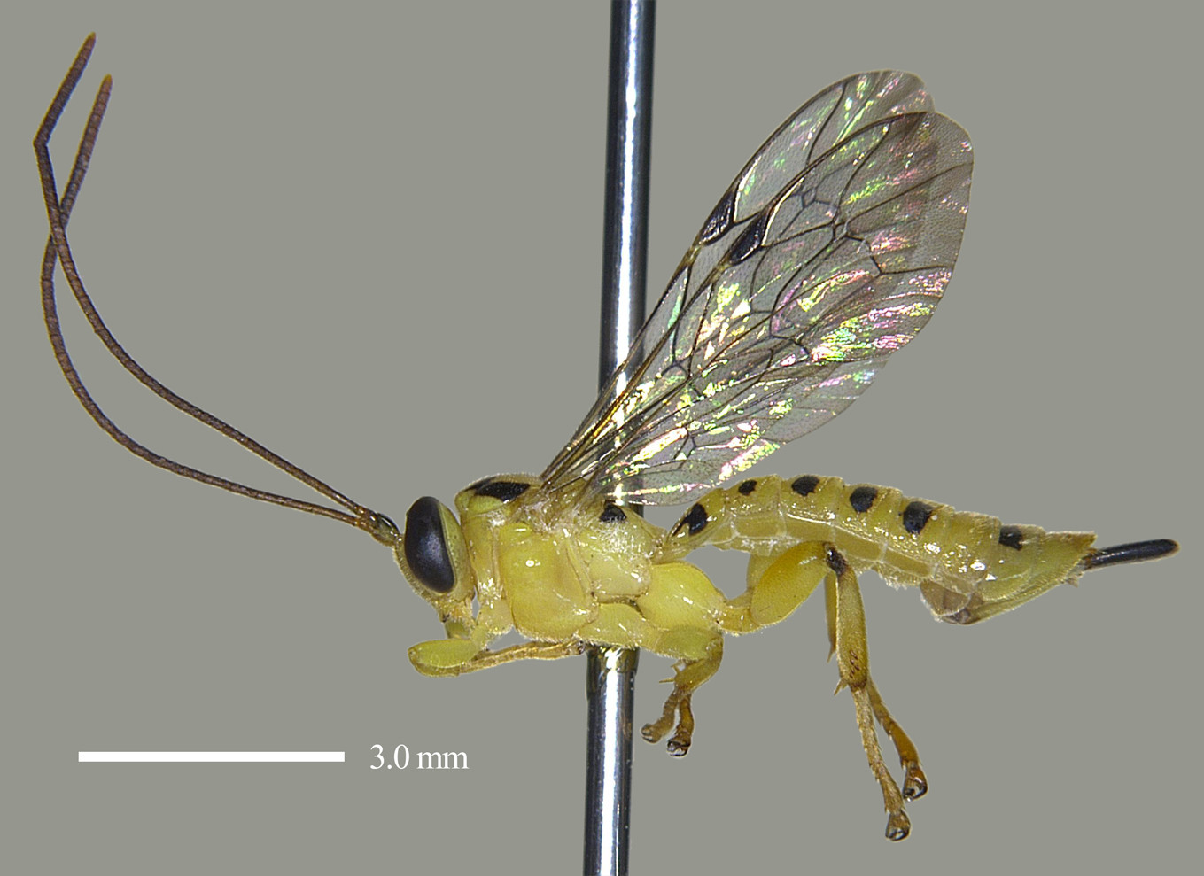 Xanthopimpla - Image Database of Parasitoid Wasps