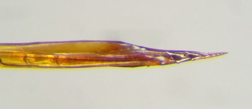 Gregopimpla - Image Database of Parasitoid Wasps