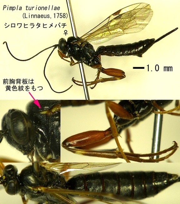 Pimpla - Image Database of Parasitoid Wasps