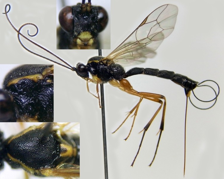 Apophua - Image Database of Parasitoid Wasps