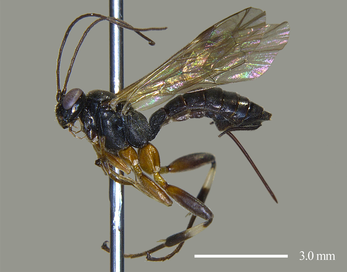 Pimpla - Image Database of Parasitoid Wasps