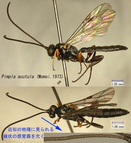 Pimpla - Image Database of Parasitoid Wasps