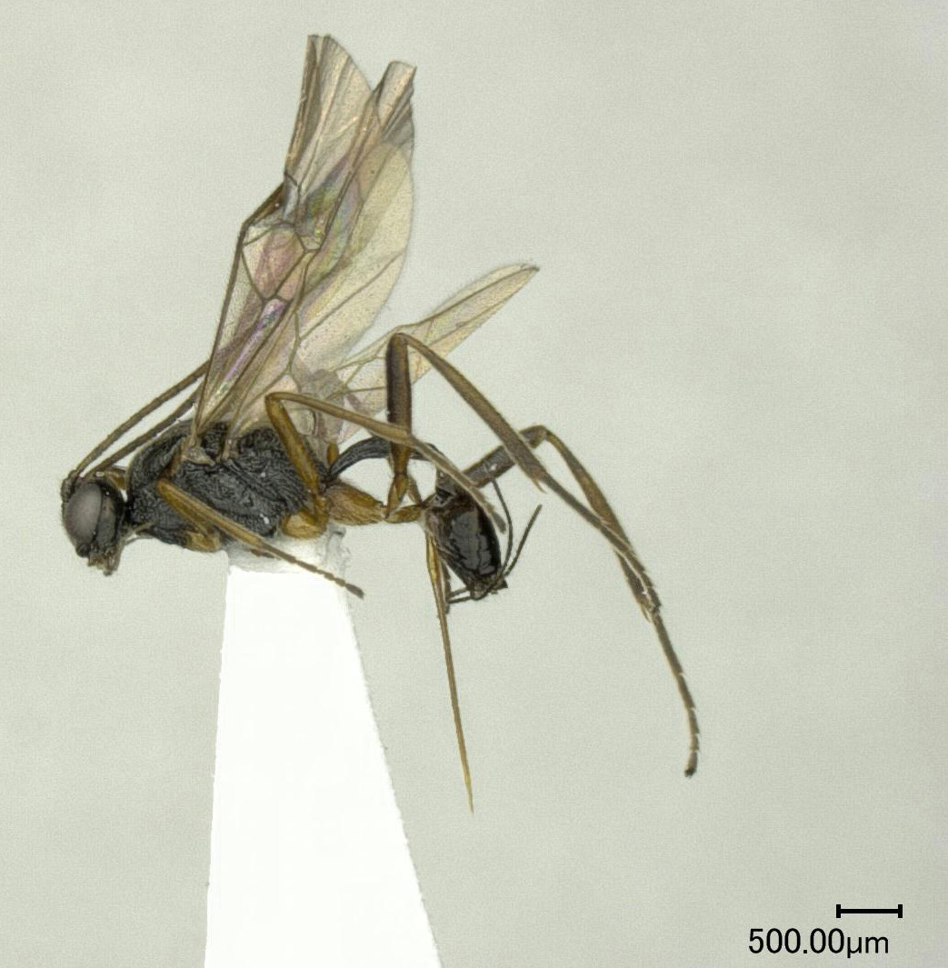 Meteorus - Image Database of Parasitoid Wasps
