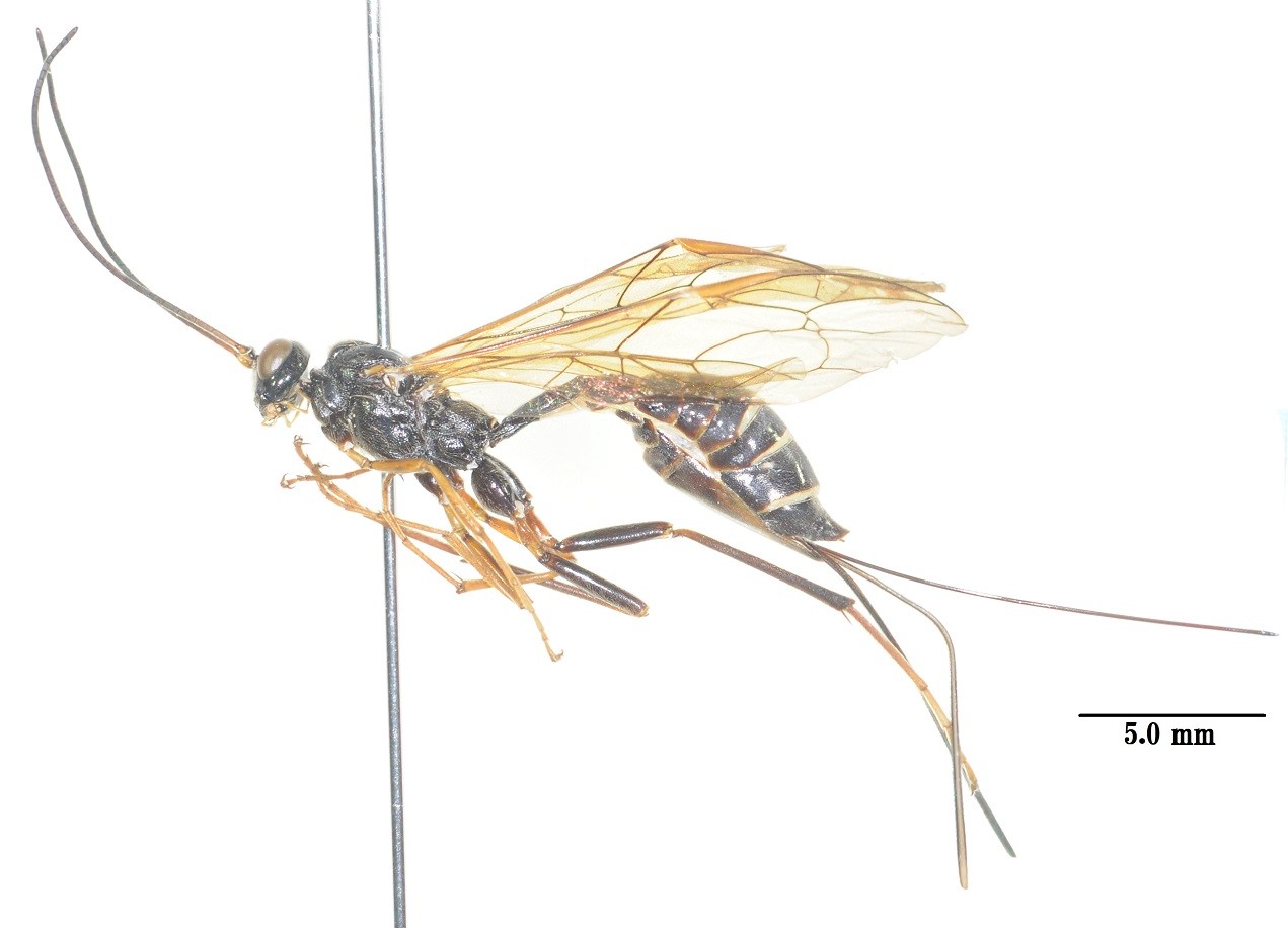 Coleocentrus - Image Database of Parasitoid Wasps