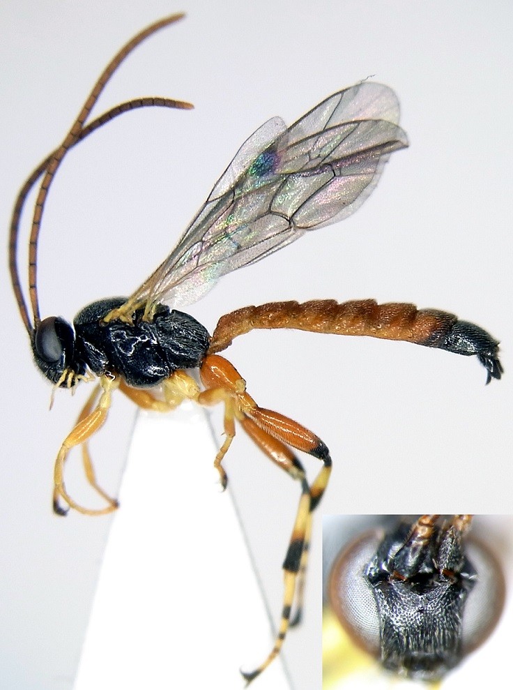 Itoplectis - Image Database of Parasitoid Wasps