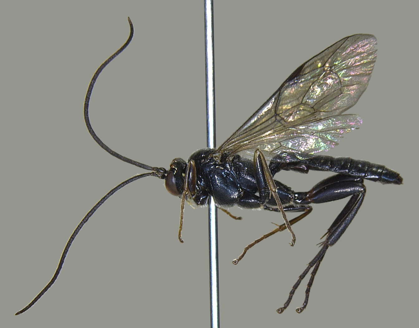 Pimpla - Image Database of Parasitoid Wasps