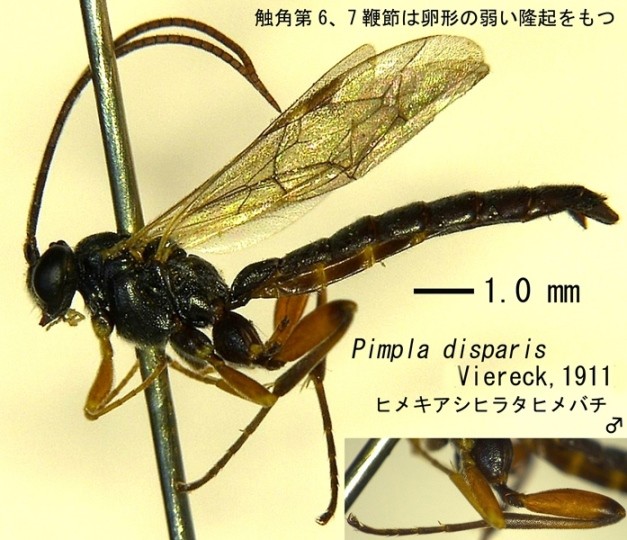 Pimpla - Image Database of Parasitoid Wasps