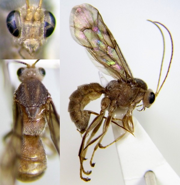 Piogaster - Image Database of Parasitoid Wasps