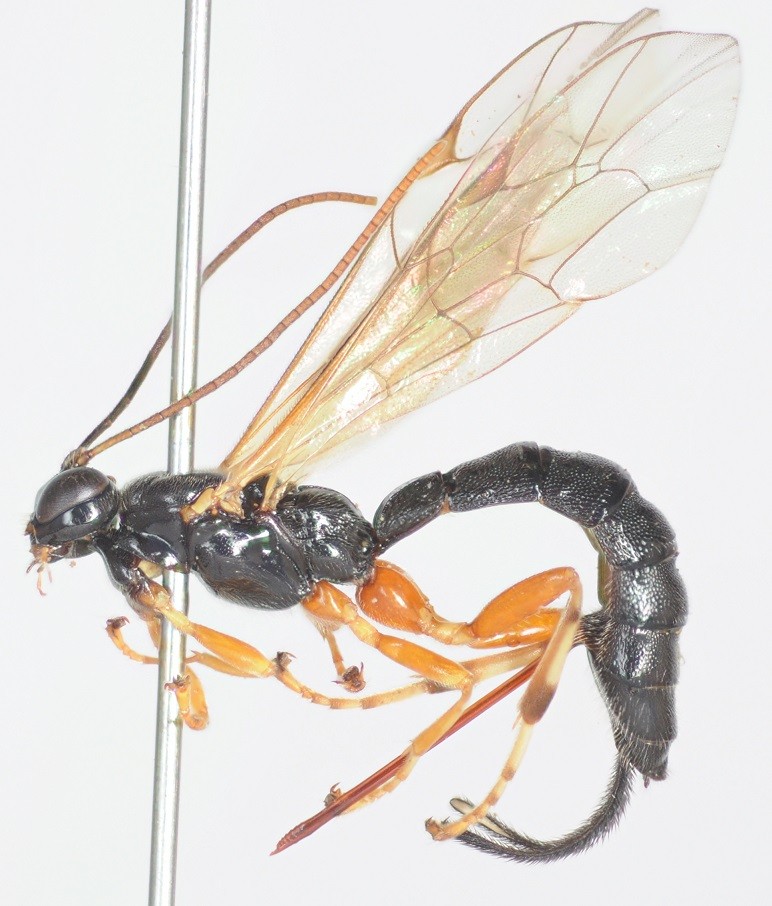 Endromopoda - Image Database of Parasitoid Wasps