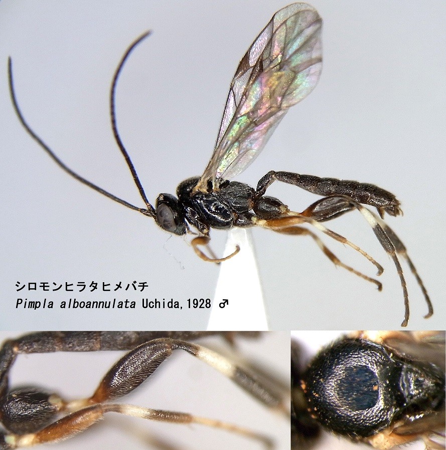 Pimpla - Image Database of Parasitoid Wasps