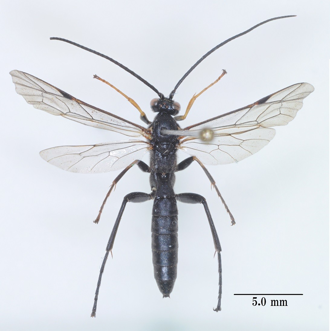 Pimpla - Image Database of Parasitoid Wasps