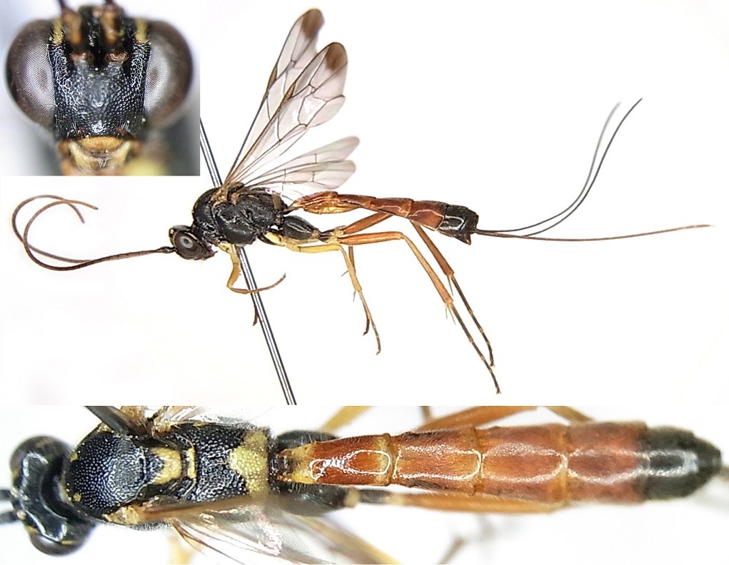 Syzeuctus - Image Database of Parasitoid Wasps