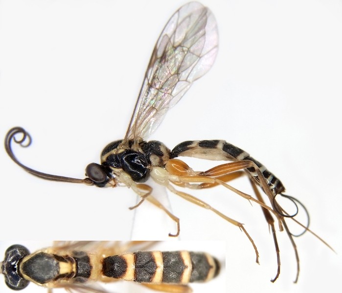 Glyptopimpla - Image Database of Parasitoid Wasps