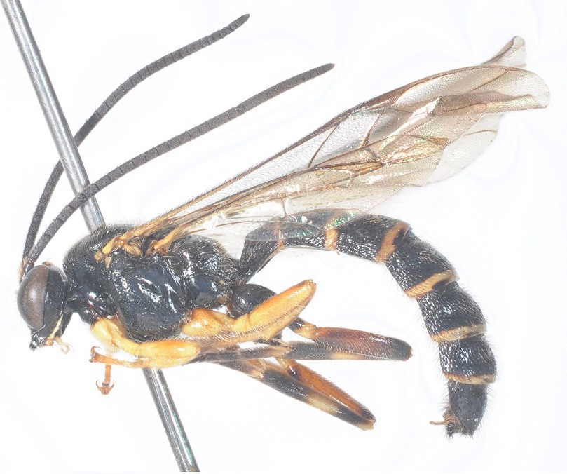 Sericopimpla - Image Database of Parasitoid Wasps