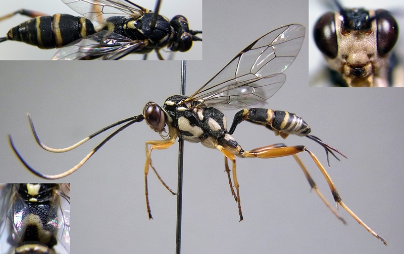 Gotra - Image Database of Parasitoid Wasps