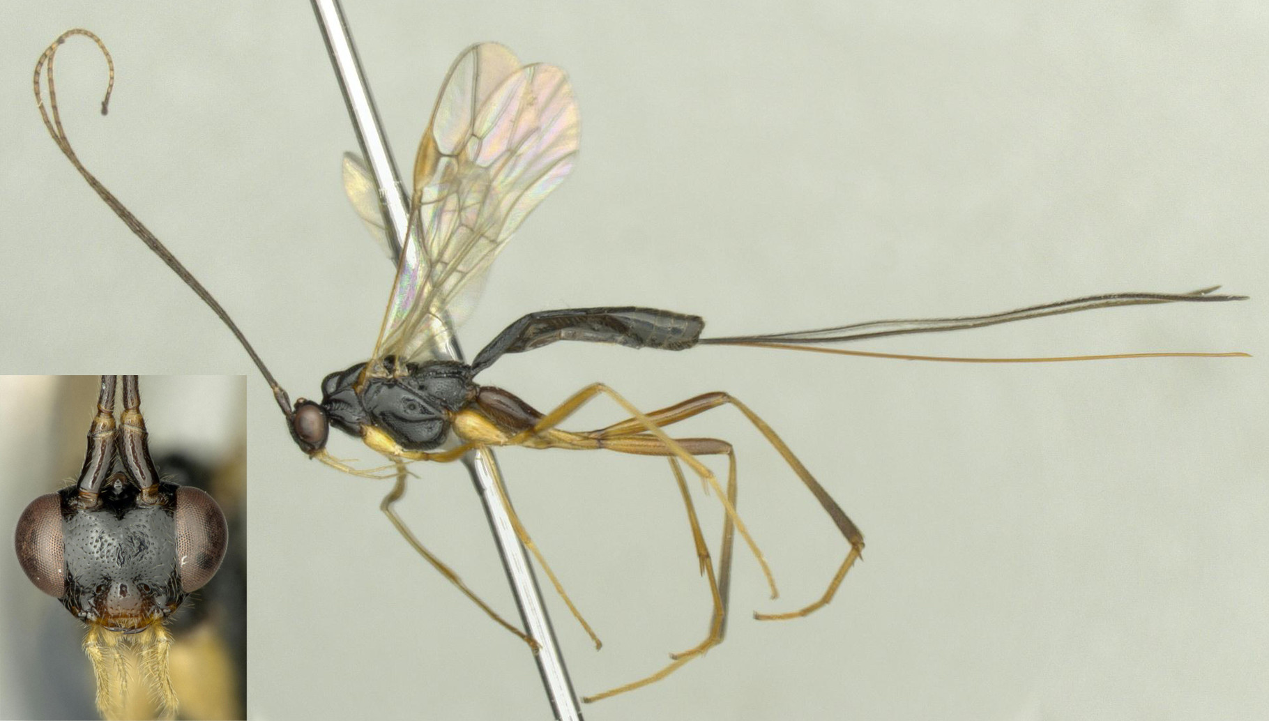 Macrocentrus - Image Database of Parasitoid Wasps