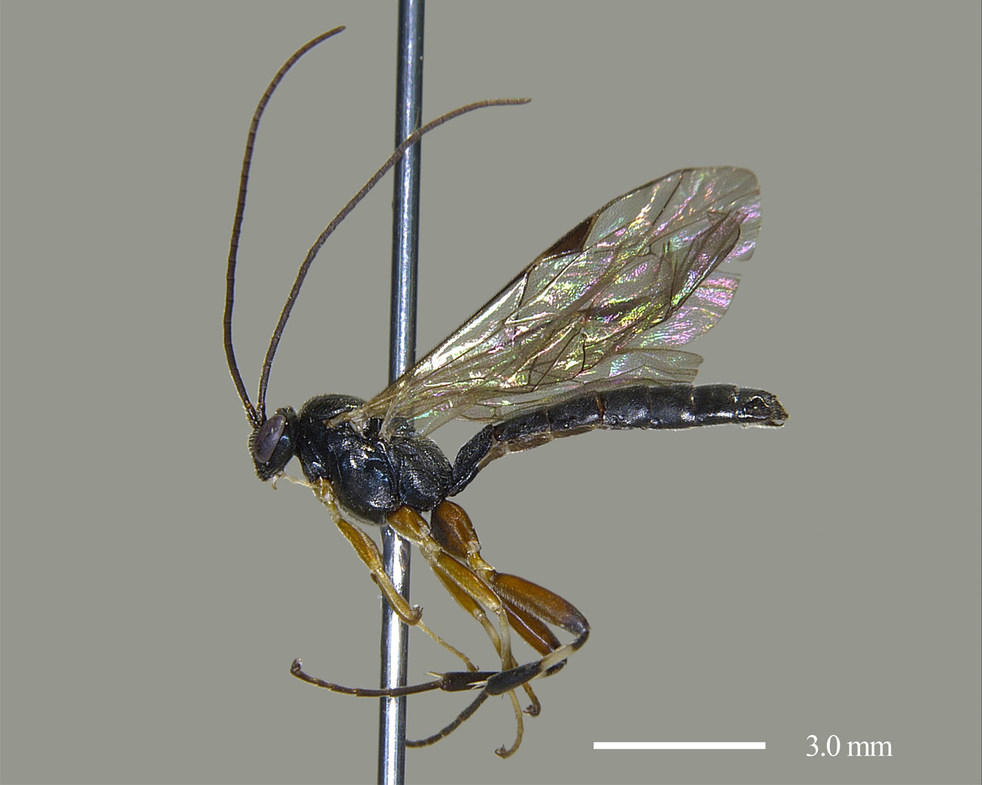 Pimpla - Image Database of Parasitoid Wasps