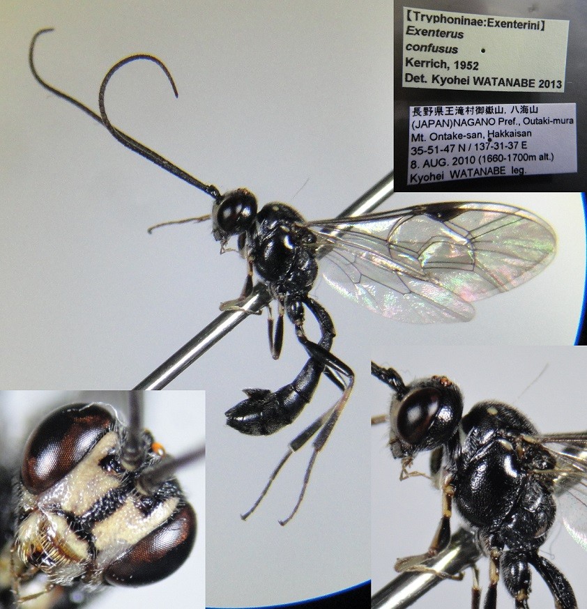Exenterus - Image Database of Parasitoid Wasps