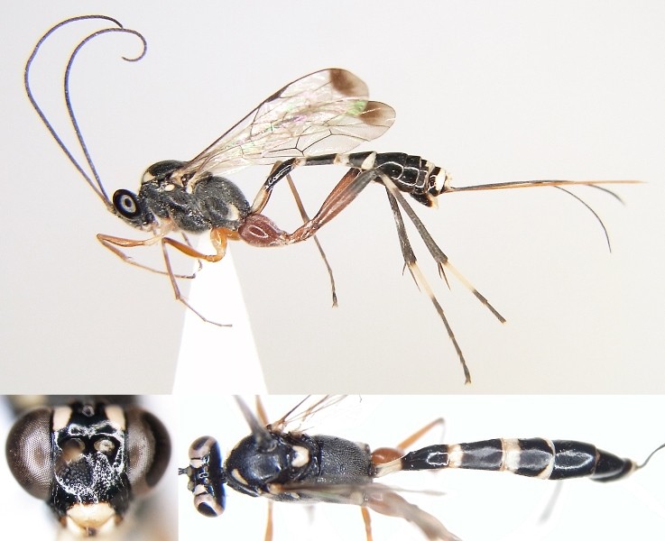 Leptobatopsis - Image Database of Parasitoid Wasps