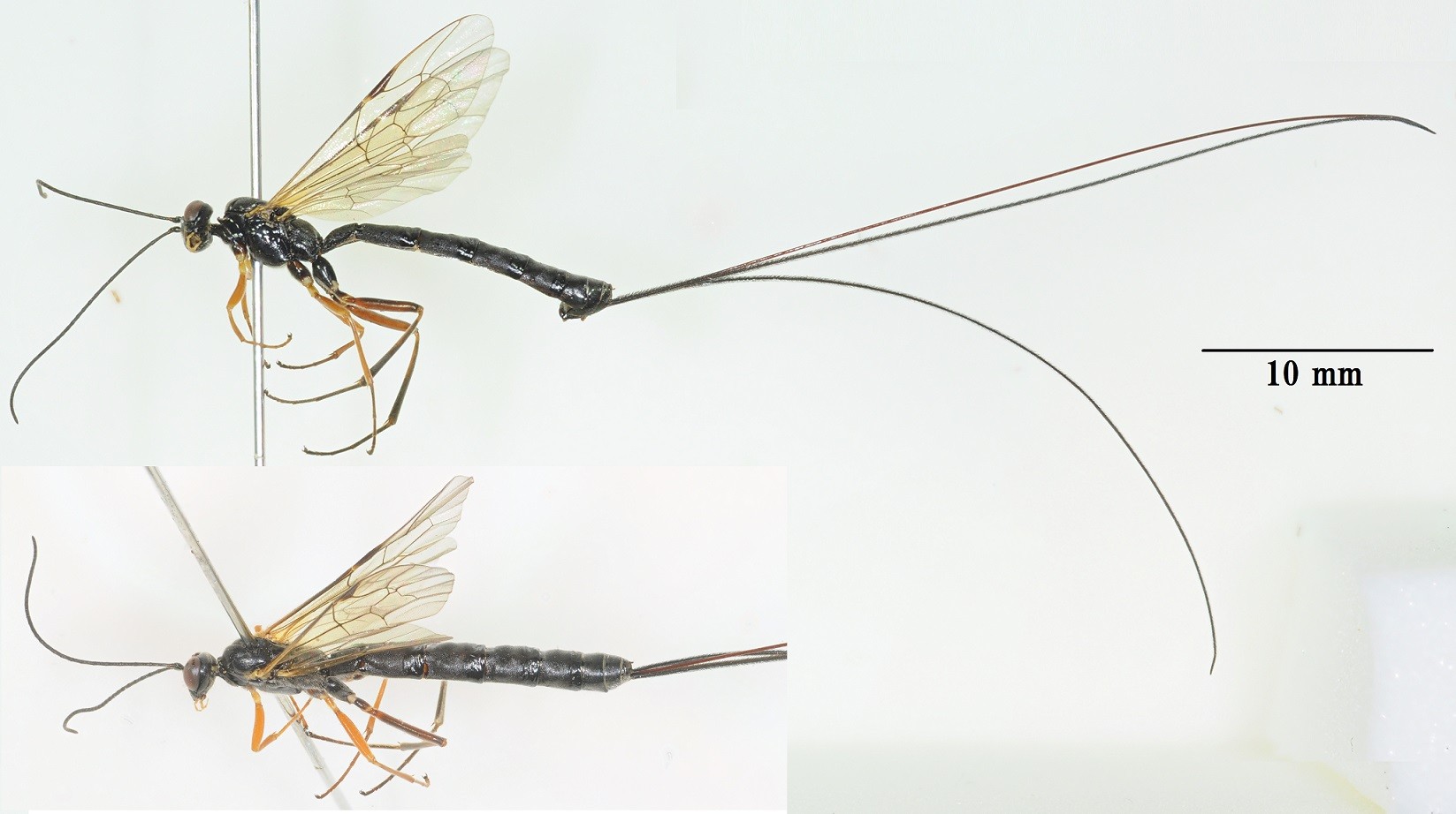 Ephialtes - Image Database of Parasitoid Wasps