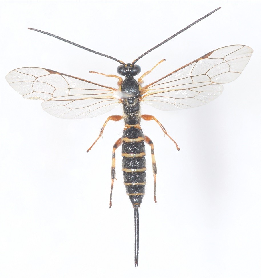 Sericopimpla - Image Database of Parasitoid Wasps