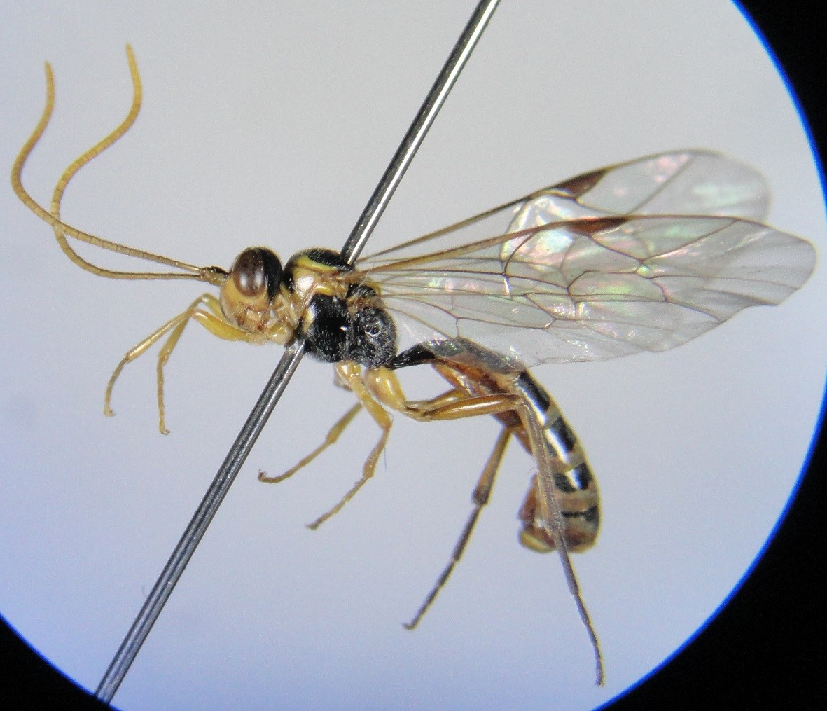 Cteniscus - Image Database of Parasitoid Wasps