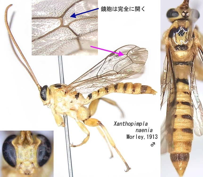 Xanthopimpla - Image Database of Parasitoid Wasps