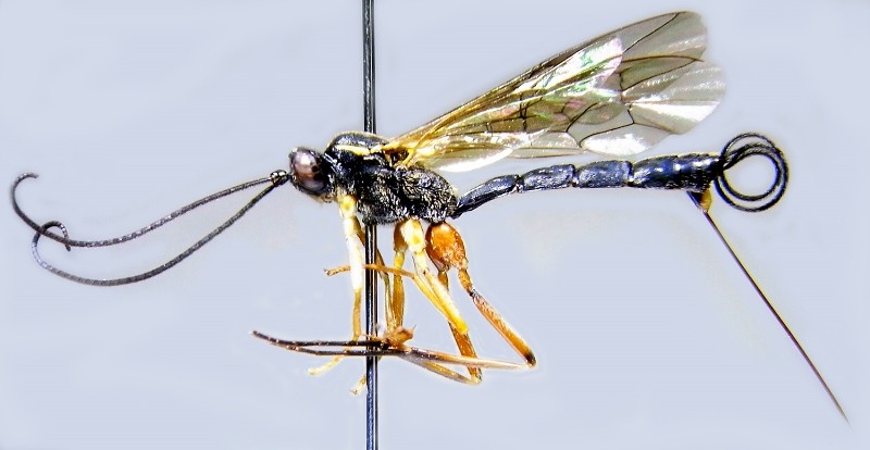 Apophua - Image Database of Parasitoid Wasps