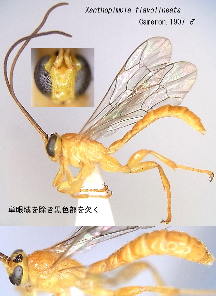 Xanthopimpla - Image Database of Parasitoid Wasps