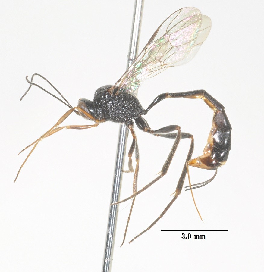 Anomalon - Image Database of Parasitoid Wasps