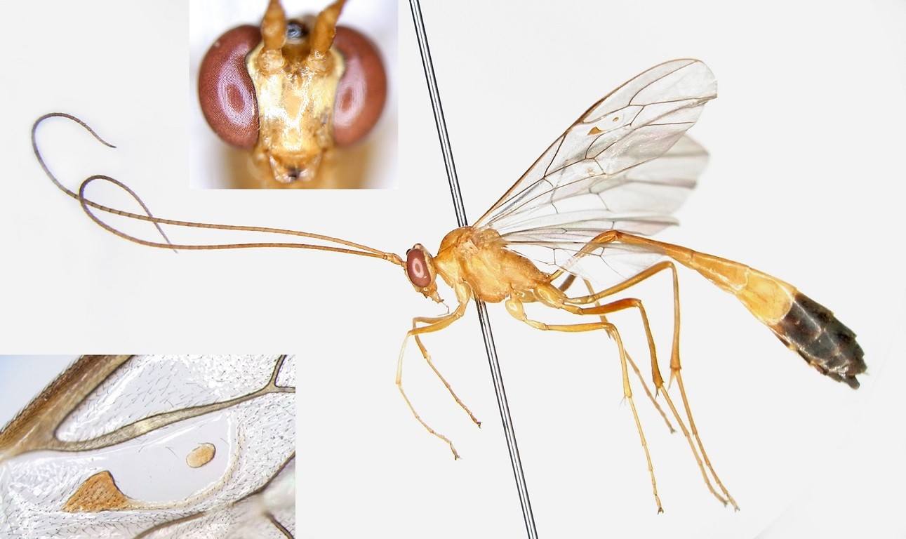 Enicospilus - Image Database of Parasitoid Wasps