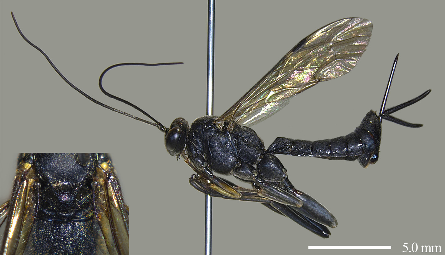 Pimpla - Image Database of Parasitoid Wasps