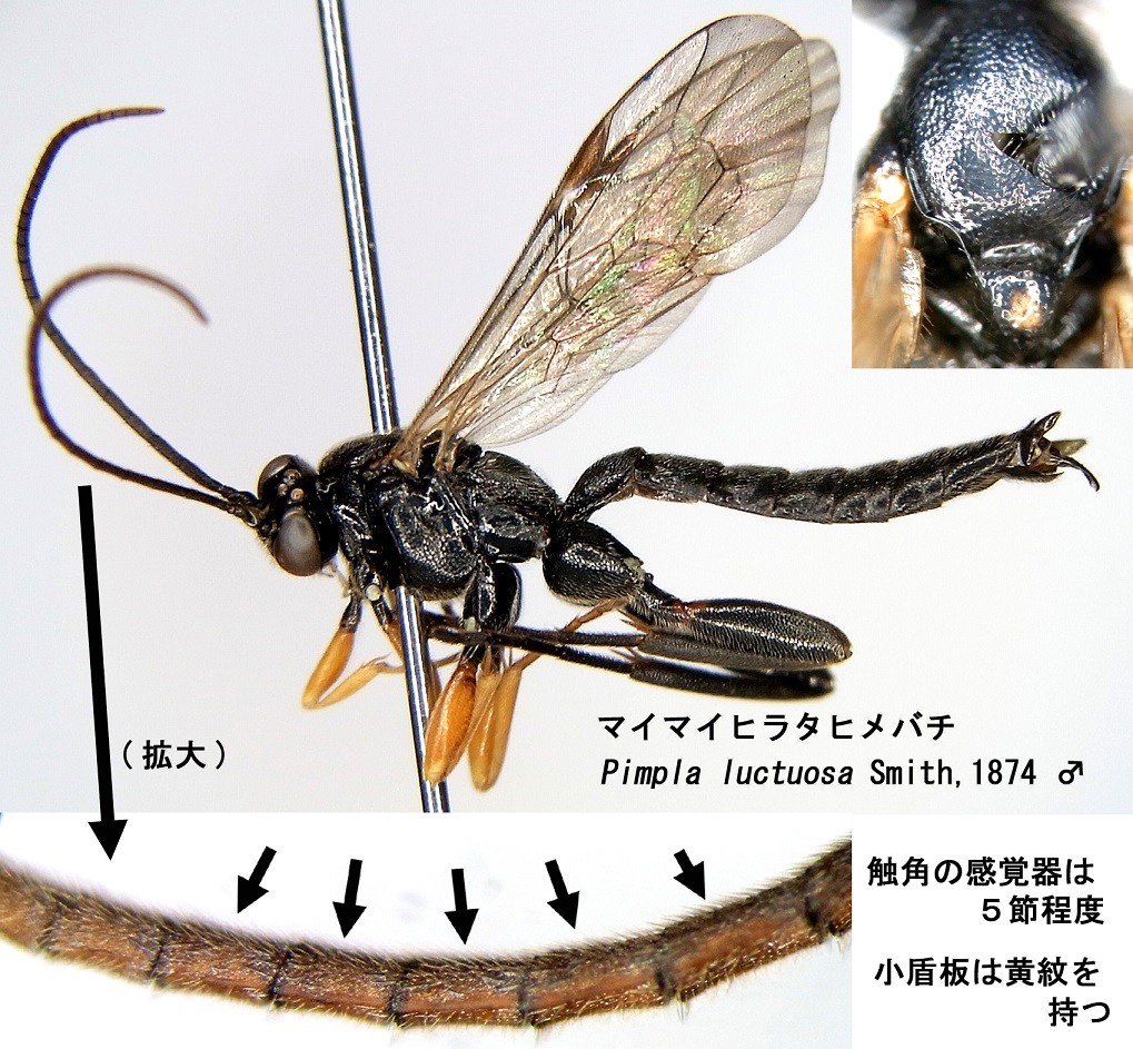 Pimpla - Image Database of Parasitoid Wasps