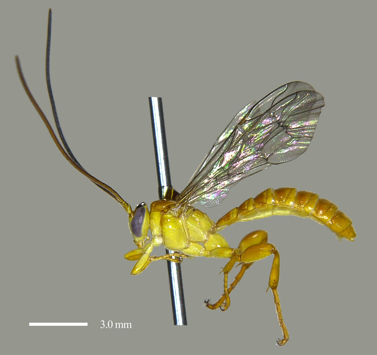 Xanthopimpla - Image Database of Parasitoid Wasps