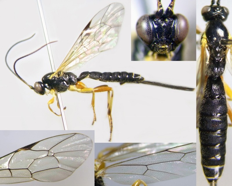 Gregopimpla - Image Database of Parasitoid Wasps