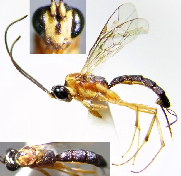 Tossinola - Image Database of Parasitoid Wasps