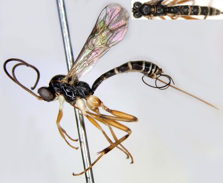 Glyptopimpla - Image Database of Parasitoid Wasps