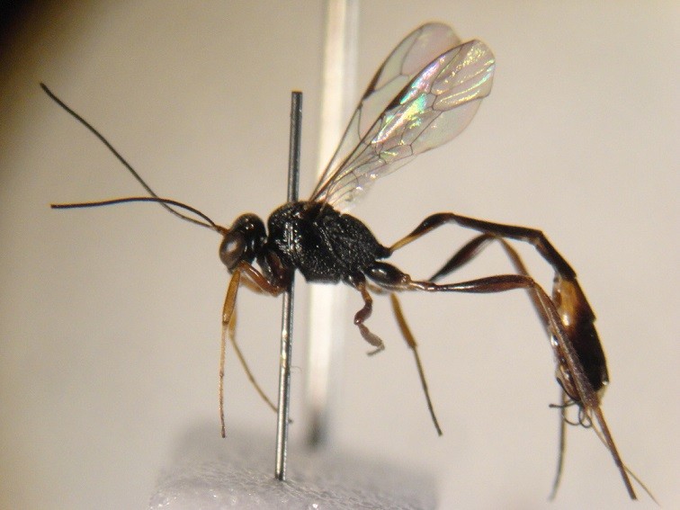Anomalon - Image Database of Parasitoid Wasps