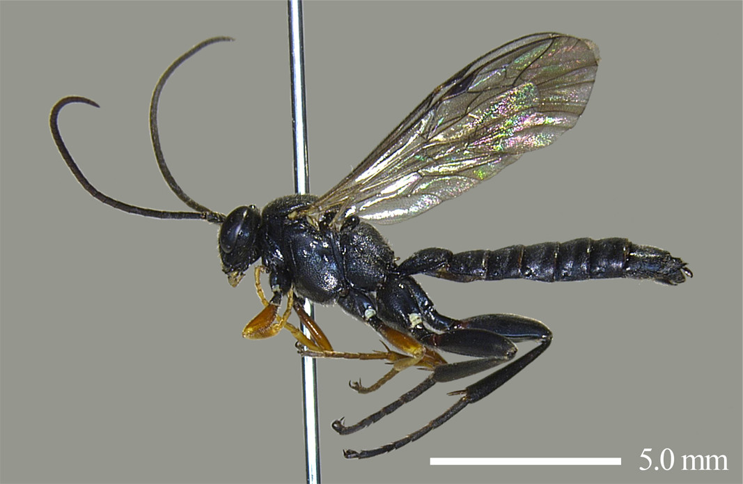 Pimpla - Image Database of Parasitoid Wasps