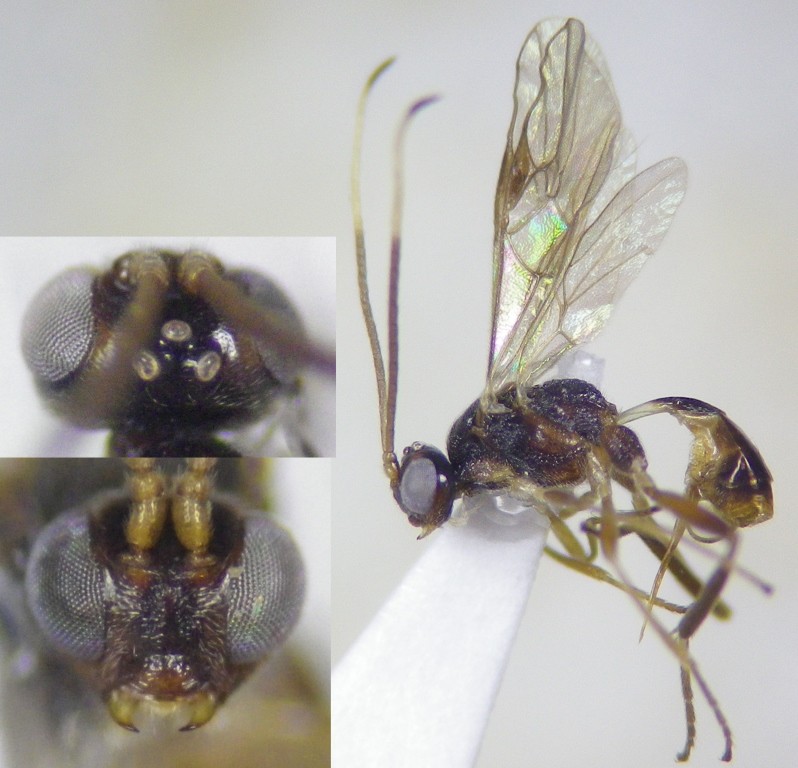 Meteorus - Image Database of Parasitoid Wasps