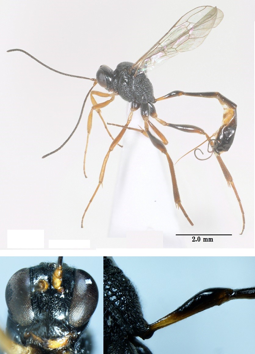 Anomalon - Image Database of Parasitoid Wasps