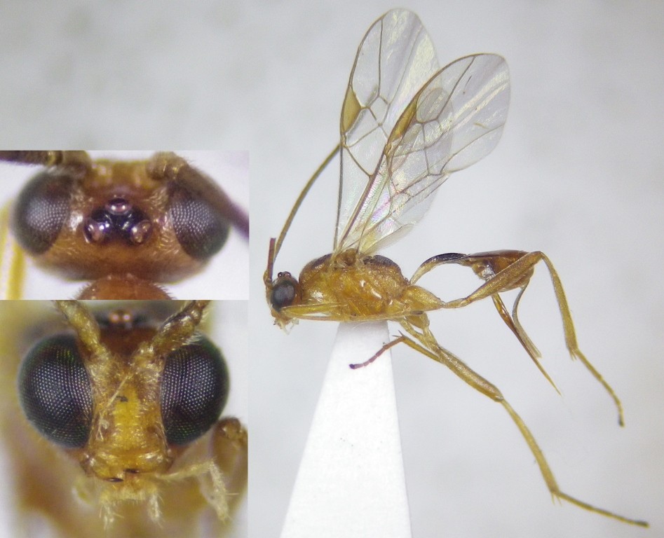 Meteorus - Image Database of Parasitoid Wasps