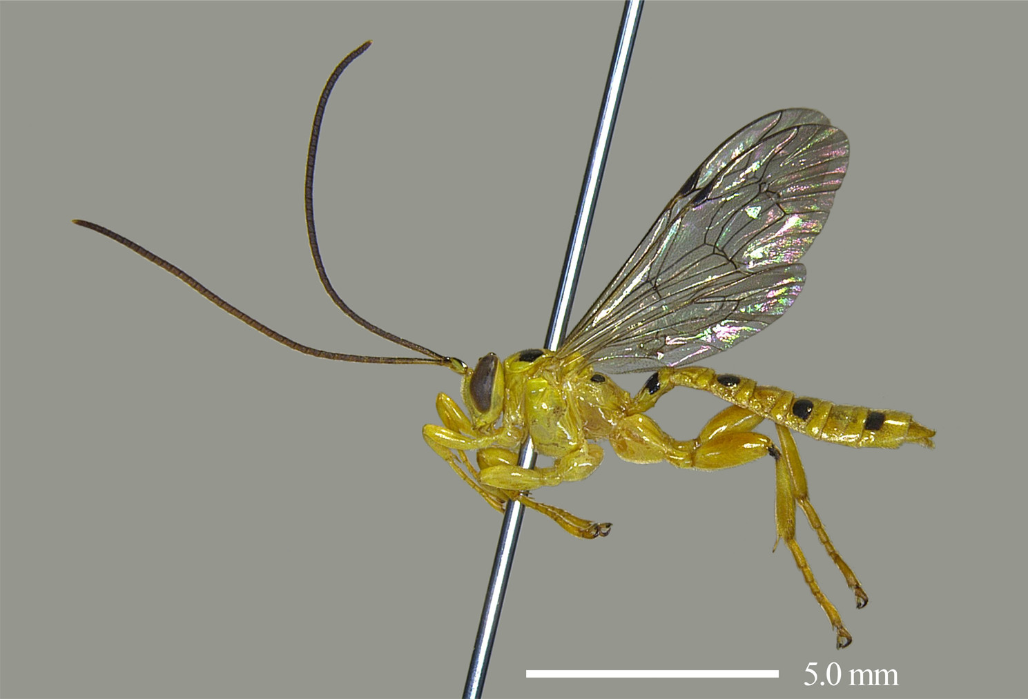 Xanthopimpla - Image Database of Parasitoid Wasps