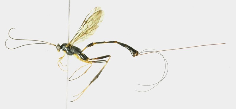 Leptobatopsis - Image Database of Parasitoid Wasps