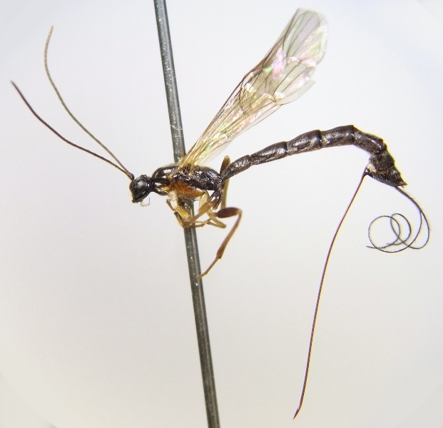 Pimplaetus - Image Database of Parasitoid Wasps