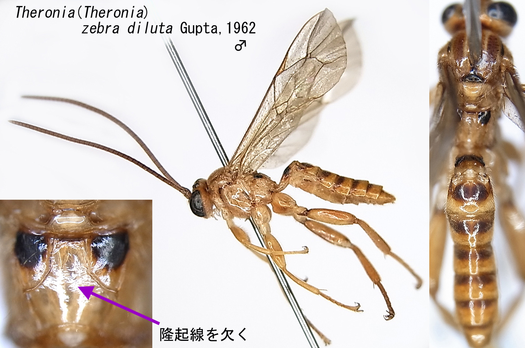 Theronia (Theronia) - Image Database of Parasitoid Wasps