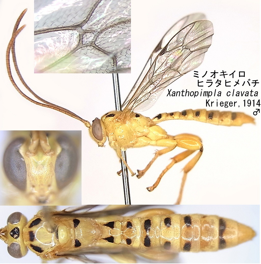 Xanthopimpla - Image Database of Parasitoid Wasps