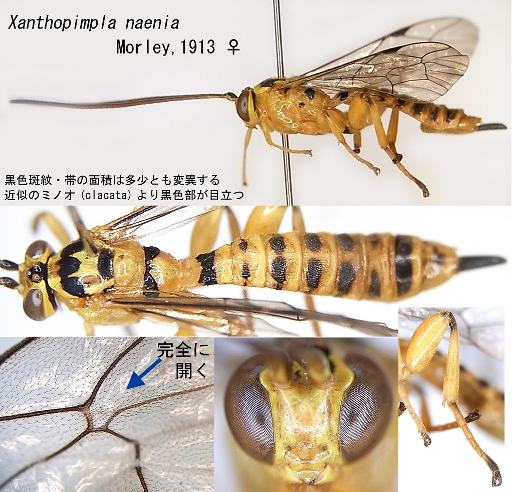 Xanthopimpla - Image Database of Parasitoid Wasps