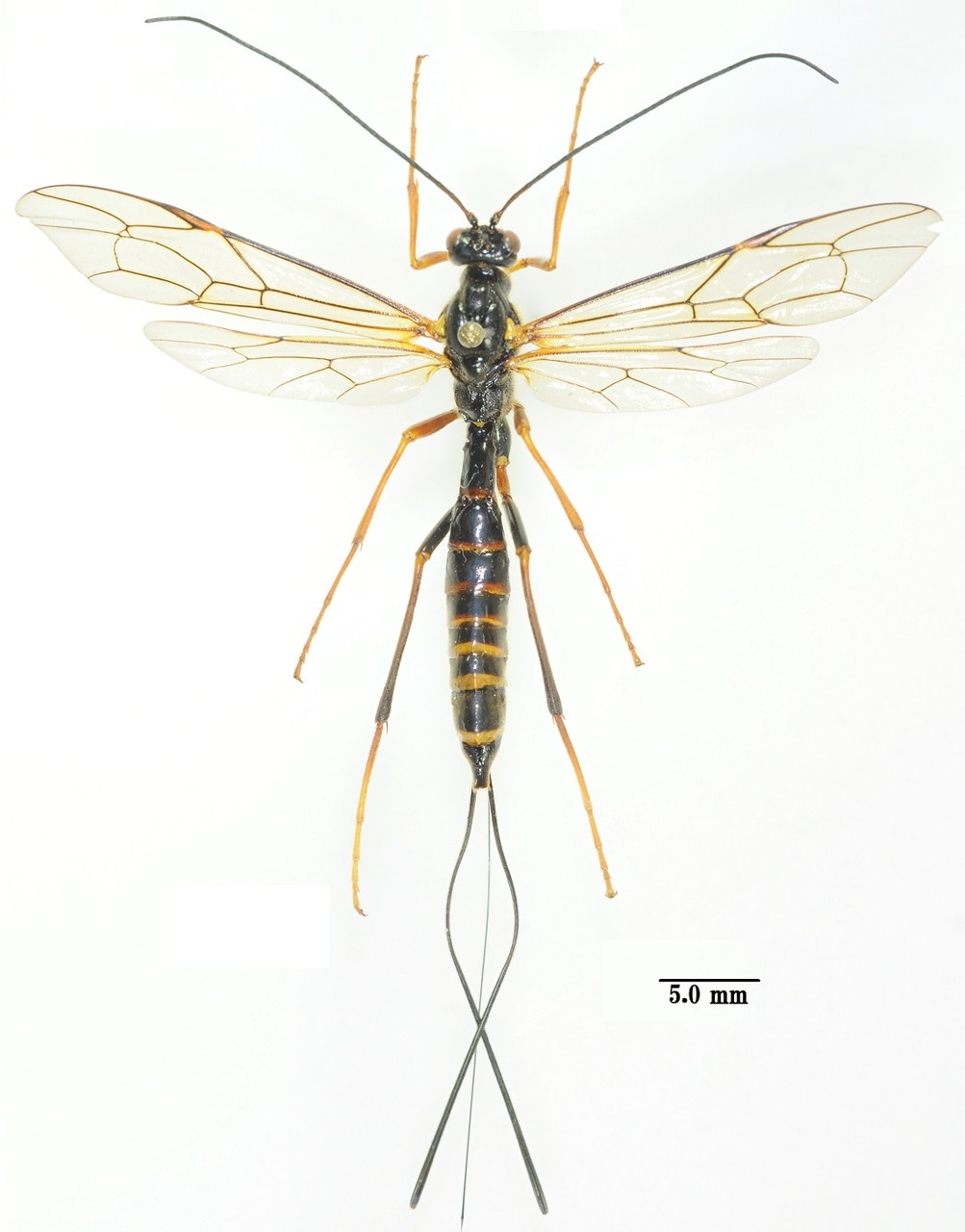 Coleocentrus - Image Database of Parasitoid Wasps