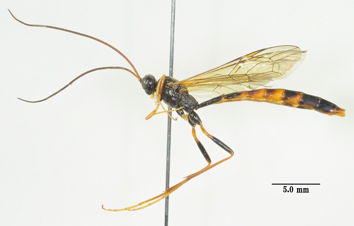 Coleocentrus - Image Database of Parasitoid Wasps